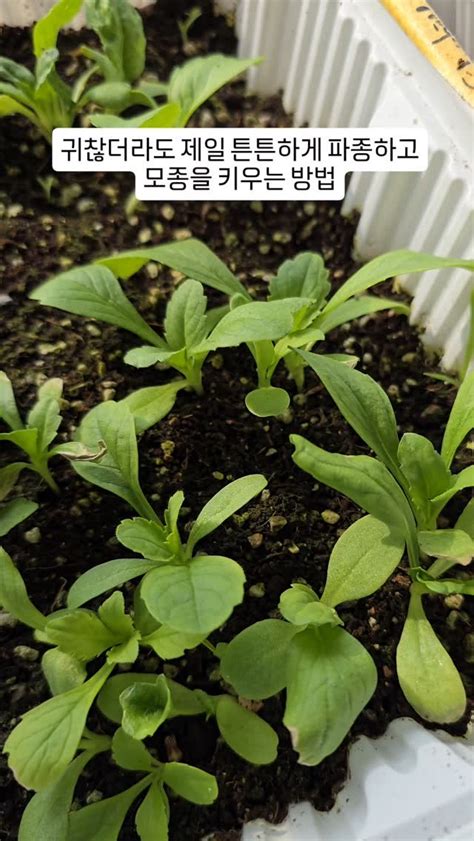 송당나무 가드너 플라워팜 Flowerfarm Gardener 올해 크리스마스리스 는 로즈마리리스 입니다 그냥 올핸 그러고 싶었어요 육지서는 꿈도 못꿀 그런