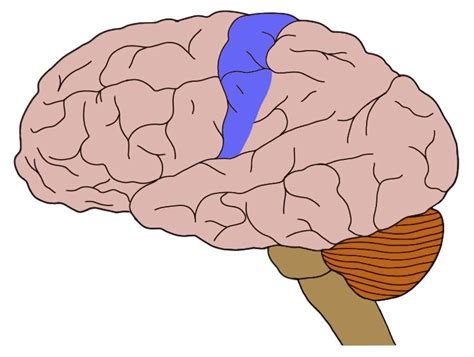 Sensory Cortex Location