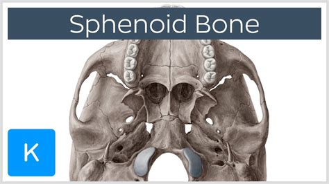 Sphenoid Bone Anatomy