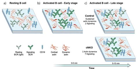 The Actin Cytoskeleton Regulates B Cell Receptor Mobility And Signaling Download Scientific