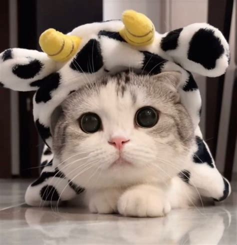 10 ข้อที่คนรักแมวควรรู้ แล้วคุณจะเป็นทาสแมวตลอดไป Blog Walailak