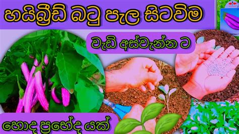 හයිබ්‍රීඩ් බටු වගාව🍆🌱 සරලව කලහැක How To Grow Eggplant Episode 1 Brinjal Farming