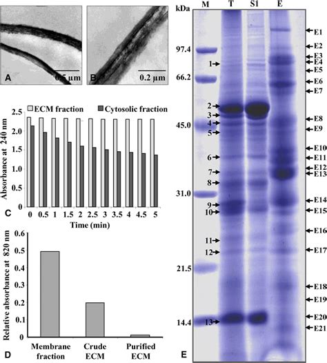 Analysis Of Isolated Ecm Fraction And Determination Of Its Purity A Download Scientific