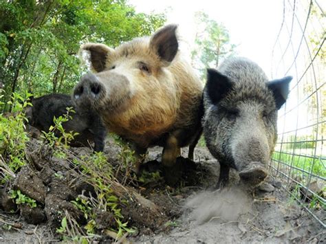 Feral Hog Population In North Carolina