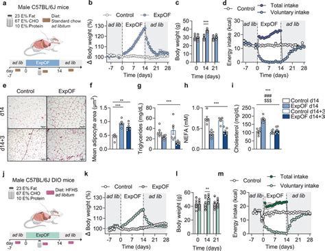 Effects Of Overfeeding In Lean And Diet Induced Obese Mice A Schematic Download Scientific