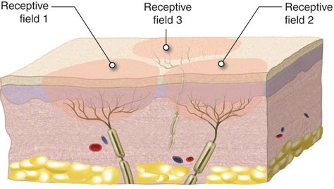 Neuroscience What Is The Definition Of A Receptive Field