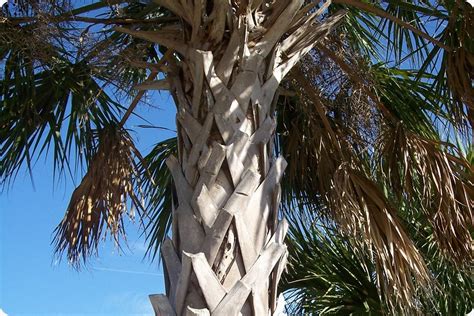 Palmettopalme