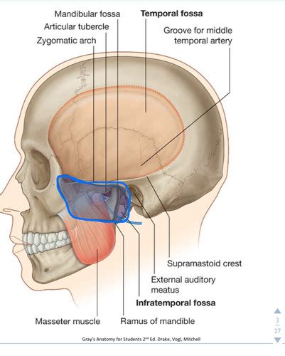 Infratemporal Fossa Tmj And Muscles Of Mastication Flashcards Quizlet