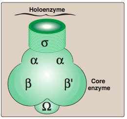 Biochemistry Chapter Transcription Synthesis Of RNA Flashcards Quizlet