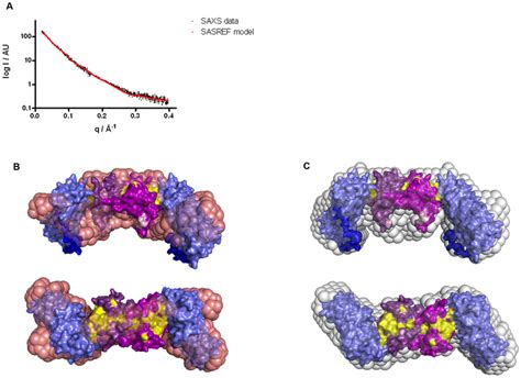 Saxs Analysis A Saxs Curve Red Calculated From The Molecular Model
