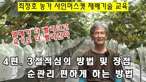 샤인머스켓재배교육 4편 3절적심 자세히 보기 순 관리 편하게 하는 방법 Youtube