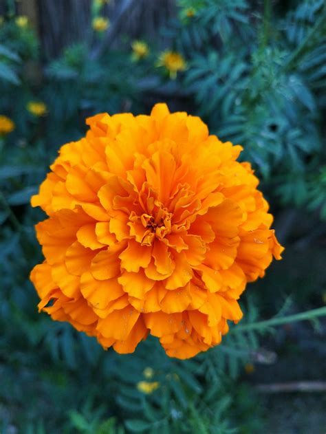 Más De 550 Imágenes De Flores De Naranja Descargar Imágenes Gratis En