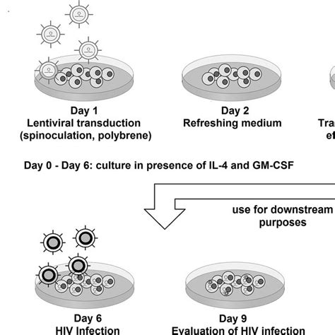 Method Overview Transduction Workflow As Described In The Materials Download Scientific