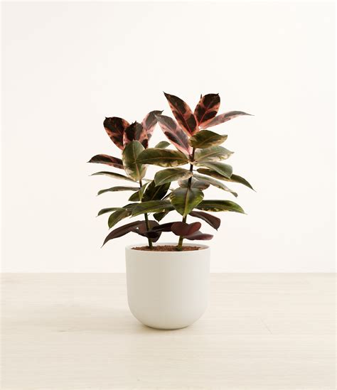 Large Ruby Ficus Easyplant