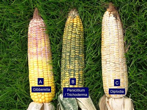 Ear Moulds In Corn Manitoba Crop Alliance