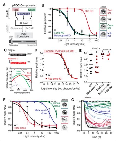 Transient Input To Iprgcs Is Mediated By Rods A Diagram Of Iprgc