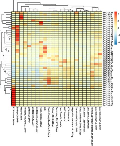 Zmcam And Zmcml Genes Have Different Expression Patterns In Various Download Scientific Diagram