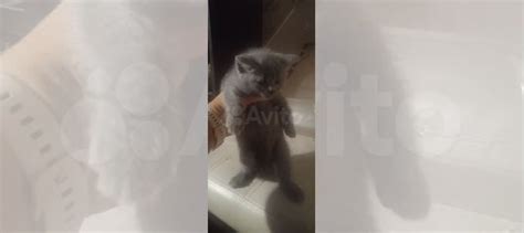 Шотланская вислоухая купить в Воронеже Животные и зоотовары Авито