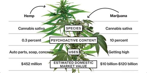 Whats The Difference Between Hemp And Cannabis