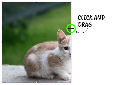 Resize Canva Images Without Cropping Tips For All Users