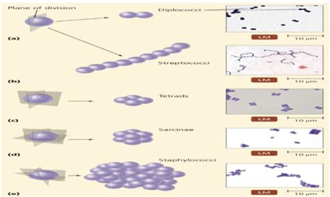 microbio ch 11 characterizing and classifying prokaryotes flashcards