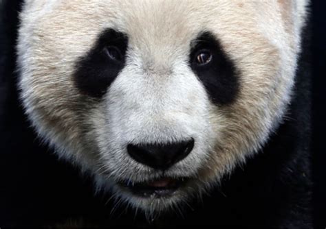 Panda Bear Facts Richard Nixon Wondered Can Our Pandas Have Sex