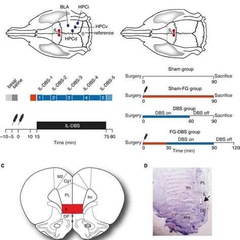 Experimental Setup A Electrophysiological Recording Experiment Download Scientific Diagram
