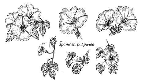 Conjunto De Ipomoea Purpurea Clásico Negro Y Blanco Botánico Conjunto De Ipomoea Purpurea Clásico Negro Y Blanco Botánico