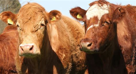 Artificial Insemination Training Course Morning Ag Clips