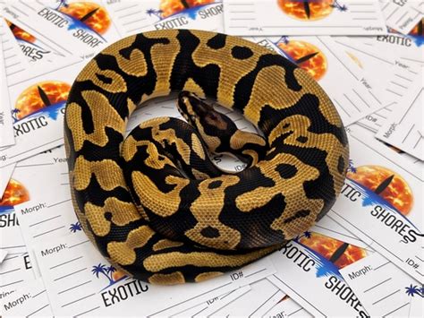 Enchi Confusion Ball Python By Exotic Shores