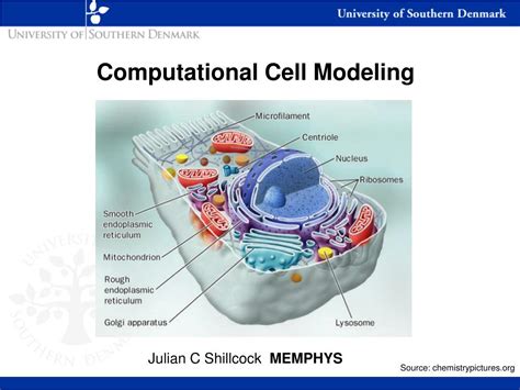 Ppt Computational Cell Modeling Powerpoint Presentation Free