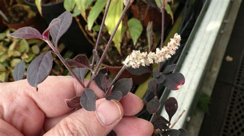 Aerva Sanguinolenta Amaranthaceae