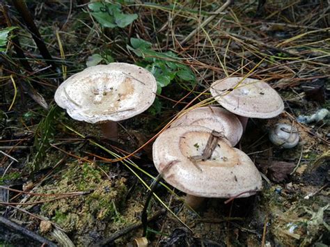 我省完成人工培育寒菌全基因组测序 为突破寒菌人工培育瓶颈奠定基础 今日关注 湖南在线 华声在线