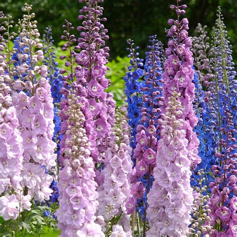 July Birth Flower Meanings Larkspur And Water Lily Floraly