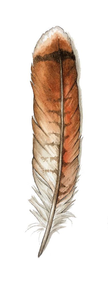 Red Tailed Hawk Feather Art Print Bird Nerd Gallery