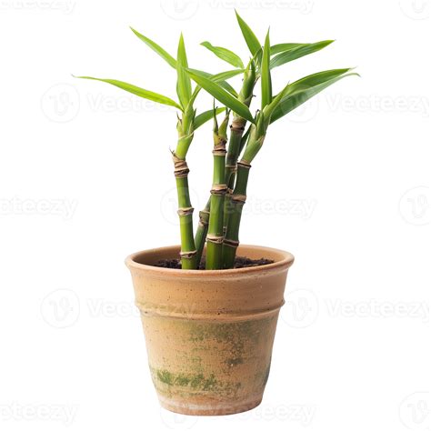 Isolated Bamboo Tree Pot On Clear Background Ideal For Natural