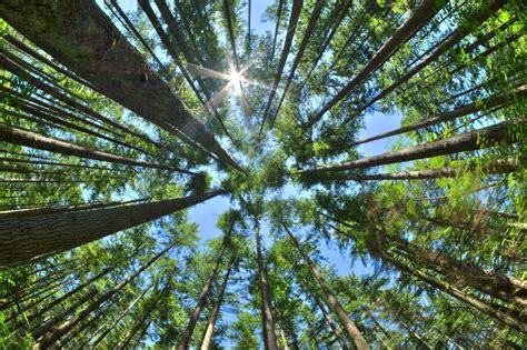 Creating A Directory Tree With A Single Command Network World