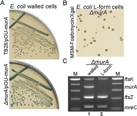 General Principles For The Formation And Proliferation Of A Wall Free L Form State In Bacteria