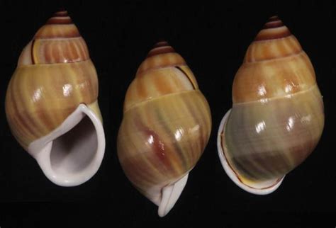 Amphidromus Comes Polymorphus 3442902