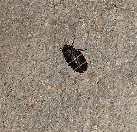 Spittlebug Bugguide Net