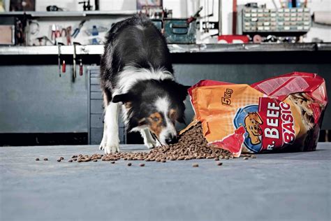 Caini produse pentru caini la ᐈHORNBACH