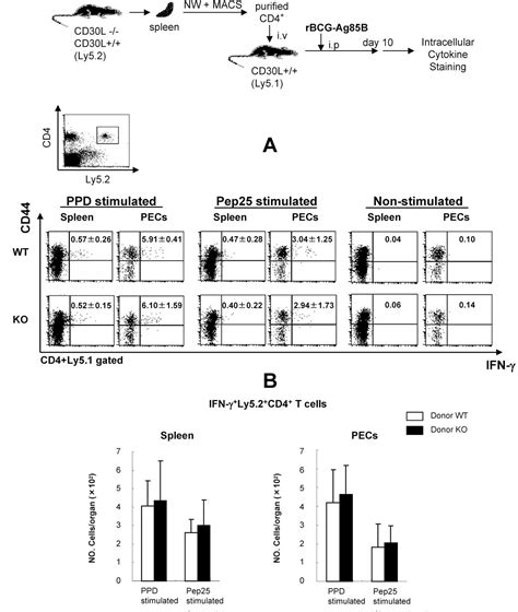 Figure 1 From A Novel Role Of Cd30l Cd30 Signaling By T T Cell Interaction In Th1 Response