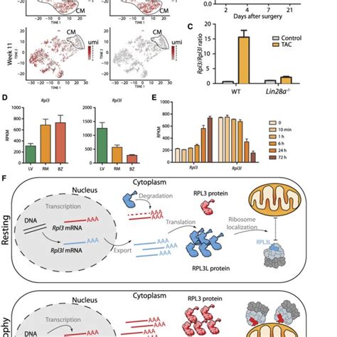 RPL3L And RPL3 Are Incorporated Into Translating Ribosomes In WT And Download Scientific