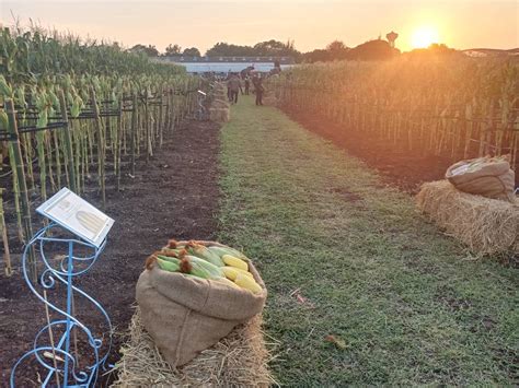 สวพ 6 ร่วมจัดนิทรรศการภายใต้งานวันถ่ายทอดเทคโนโลยีการผลิตพืช ในโอกาสเฉลิมฉลองครบรอบ 50 ปี กรม