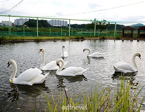 백조 2마리 남은 안동백조공원 문닫나 11마리 폐사 Ai 고병원성 확진시 원앙도 위험
