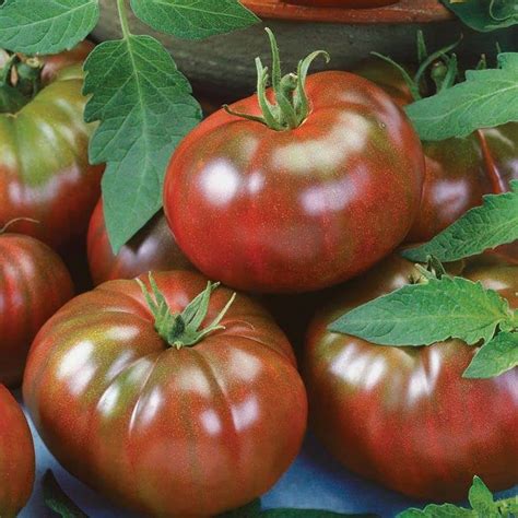 Black Prince Tomato Solanum Lycopersicum Seeds For Planting In Kitchen