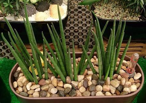 Complete Guide To Sansevieria Types Varieties Care And Interesting Facts