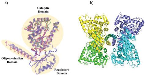 The Domain Organization And The Tetrameric Structure Of The Aaahs A Download Scientific