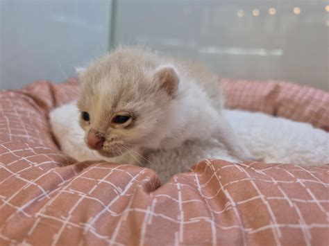 코리안숏헤어 새벽아침계란이 말티즈크기 말티푸크기 푸들크기 먼치킨크기 랙돌크기 브리티쉬숏헤어크기 스코티쉬폴드크기 러시안블루크기 강아지크기 고양이크기 유기견임시보호