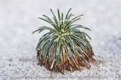 Comanthera Imbricata · Inaturalist